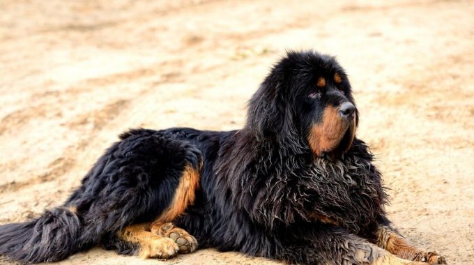 Tibetan Mastif - PetDT