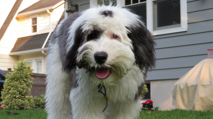 Sheepadoodle - PetDT