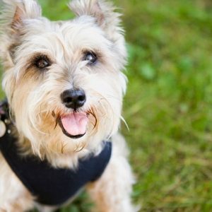 Rottweiler Dog Breed Information + Facts, Training Tips & More