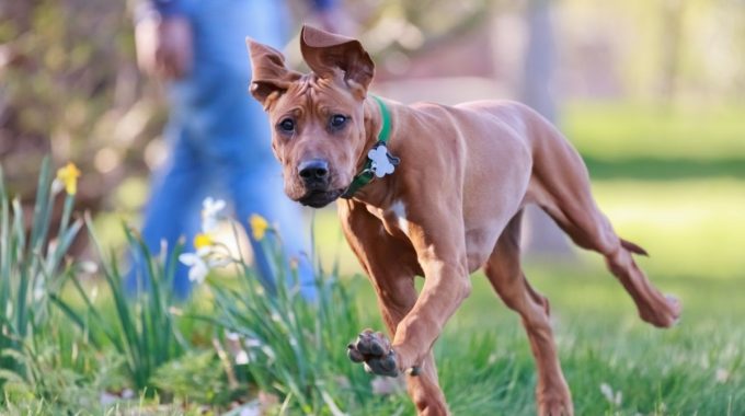 Are Rhodesian Ridgeback Hypoallergenic