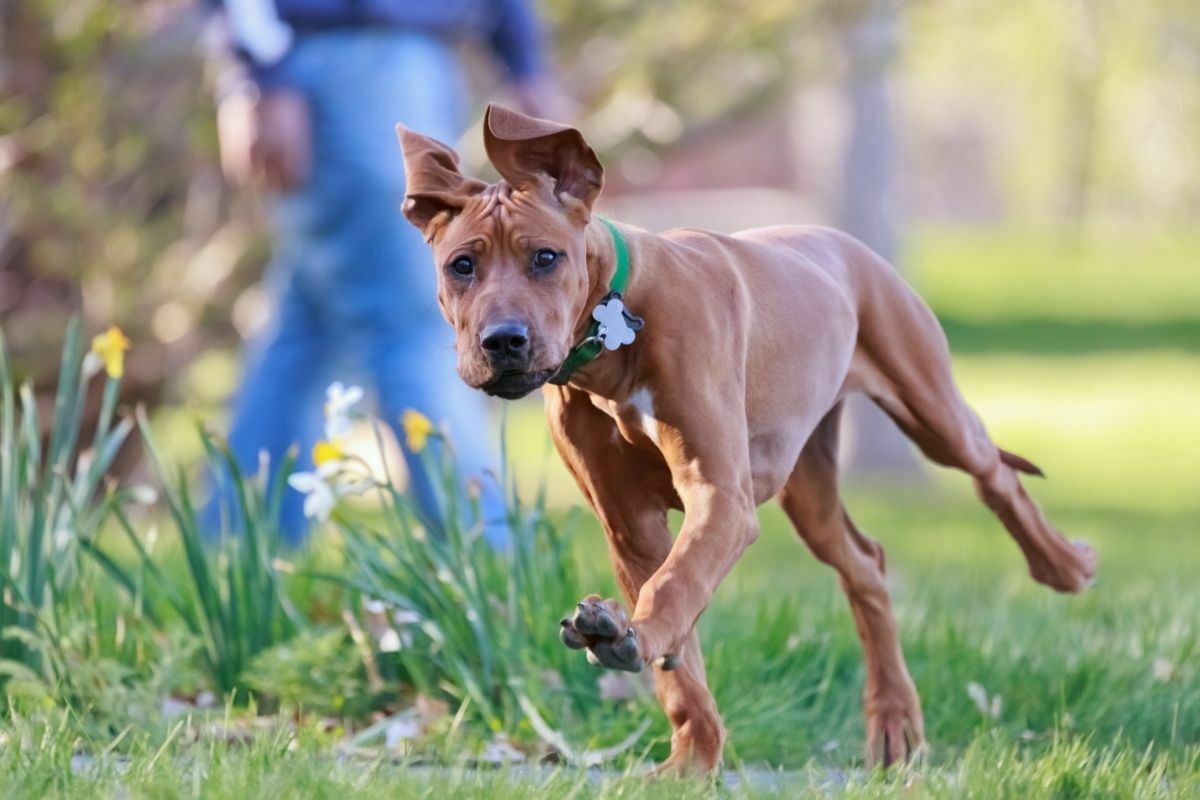 Are Rhodesian Ridgebacks Hypoallergenic?