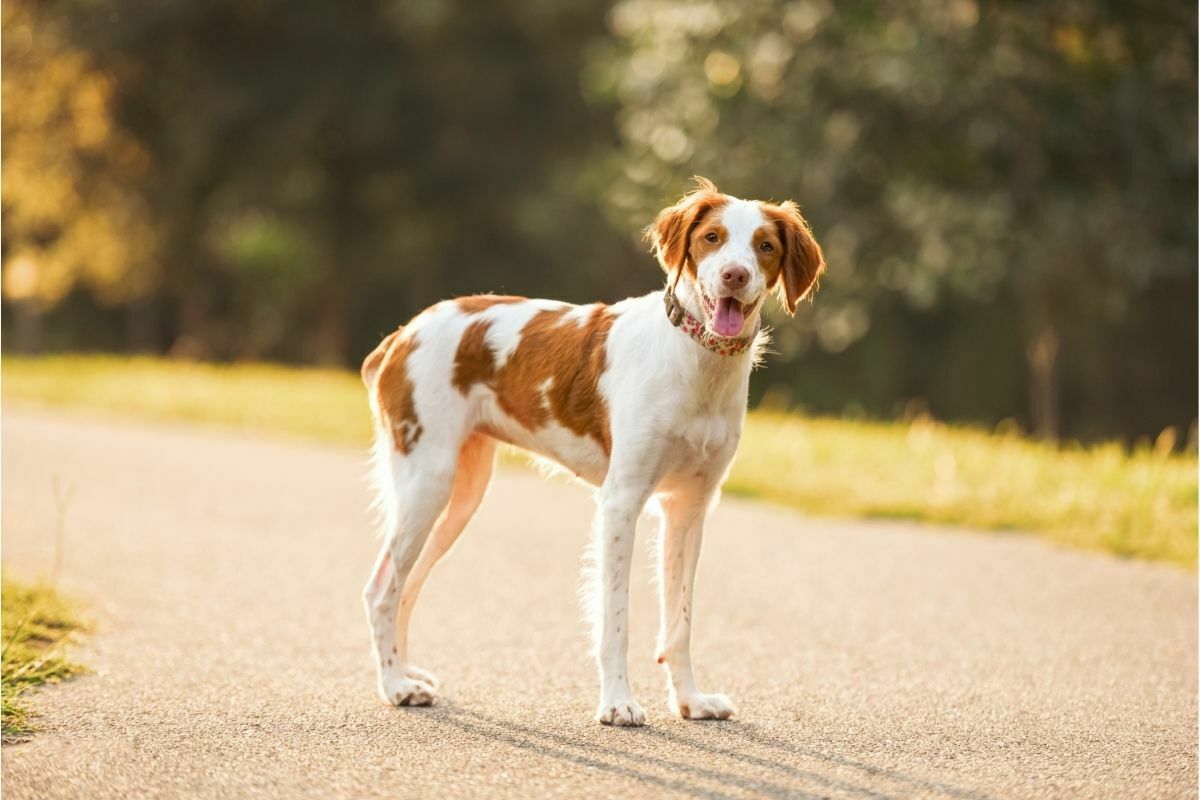 15+ Of The Fastest Dog Breeds