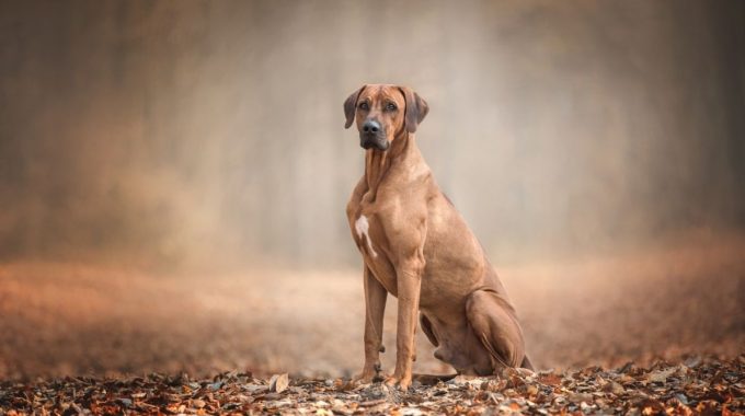 Are Rhodesian Ridgebacks Hypoallergenic