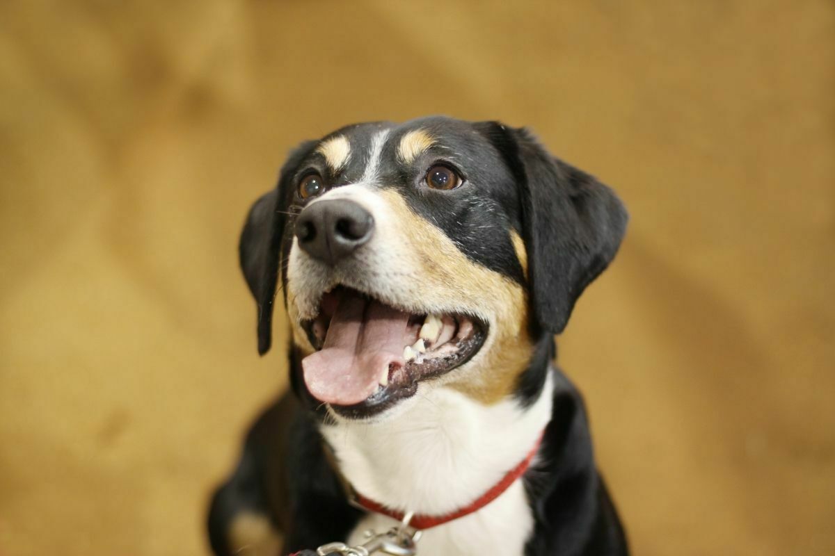 15+ Of The World's Rarest Dog Breeds