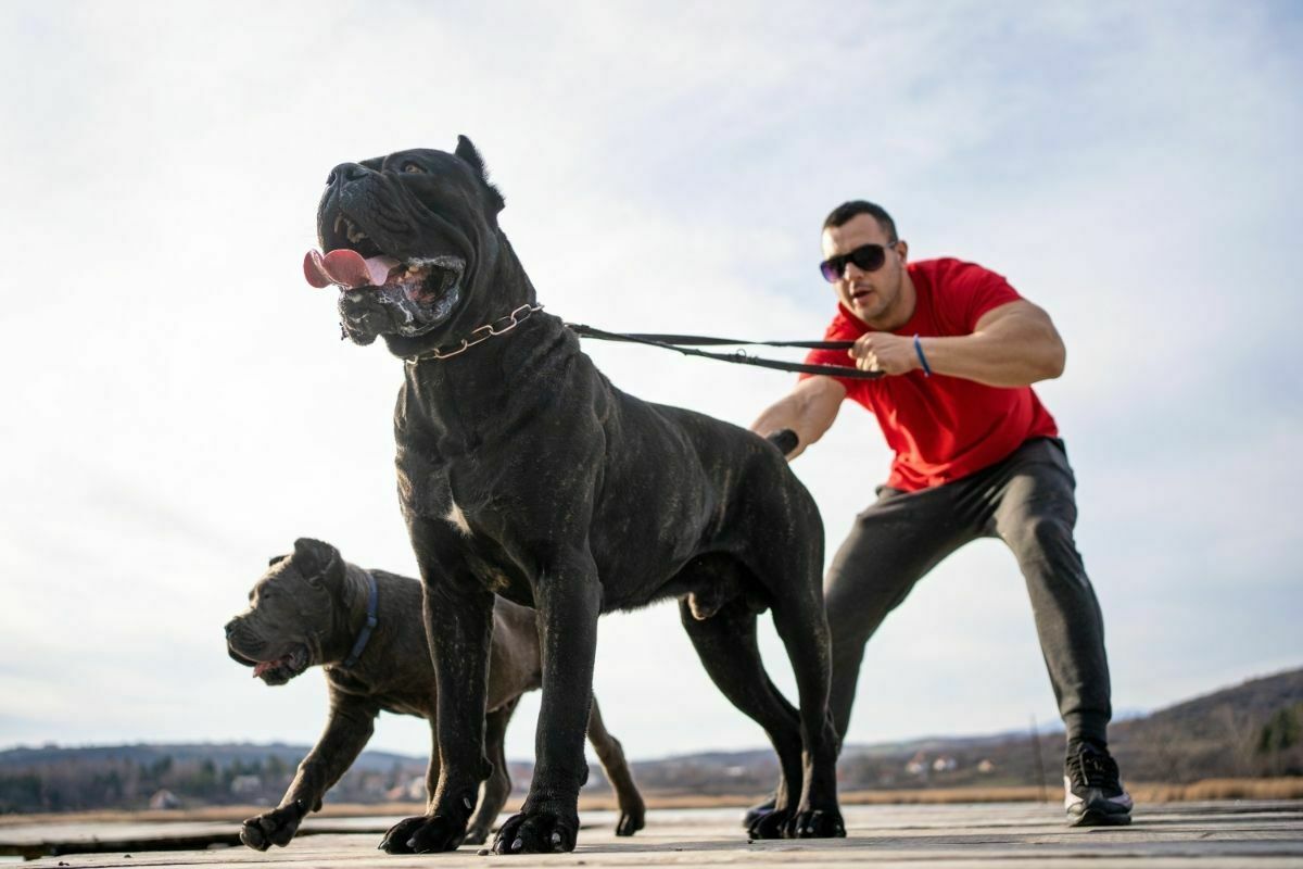 15+ Strongest Dog Breeds