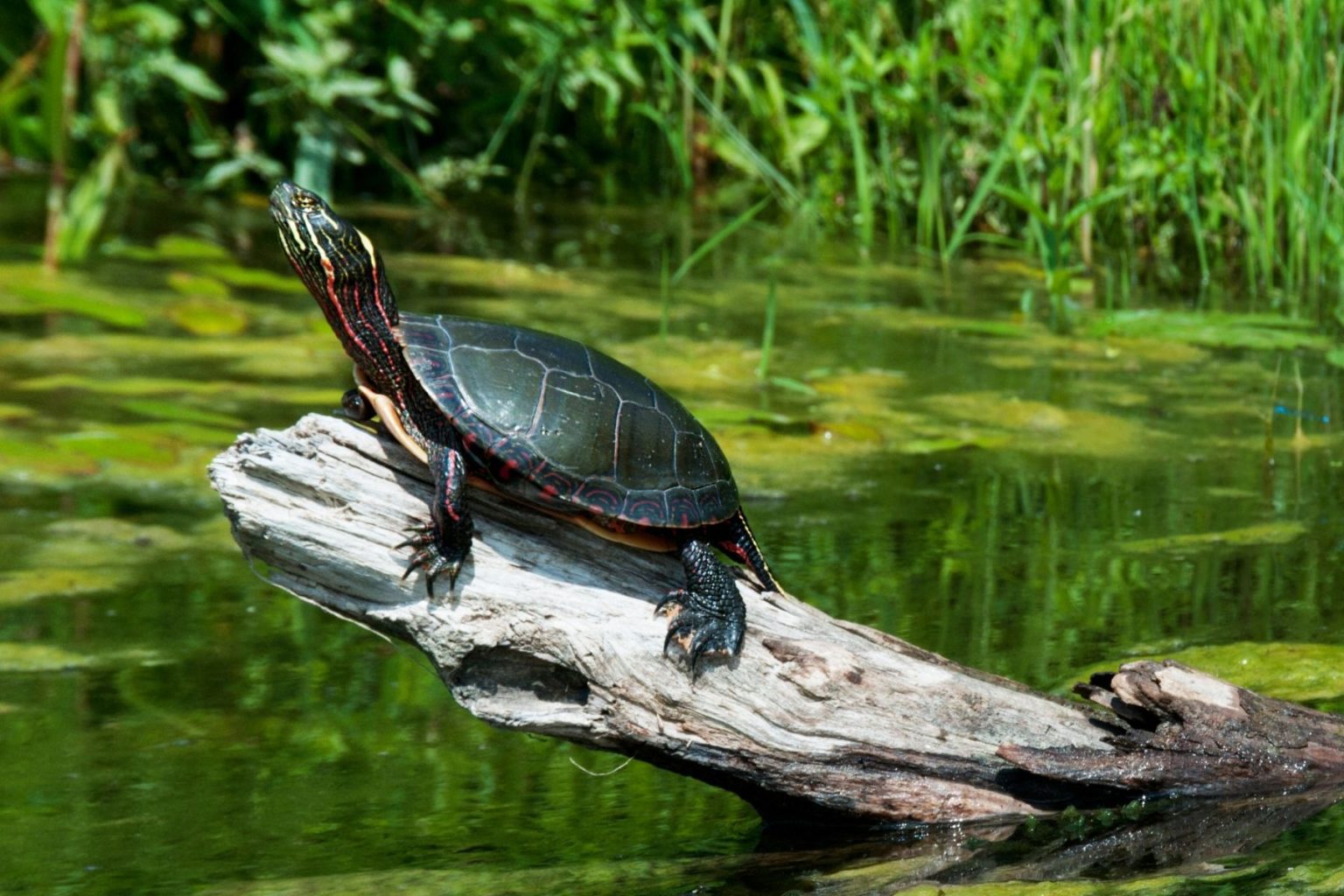 79 Different Turtle Species: Complete Guide - PetDT